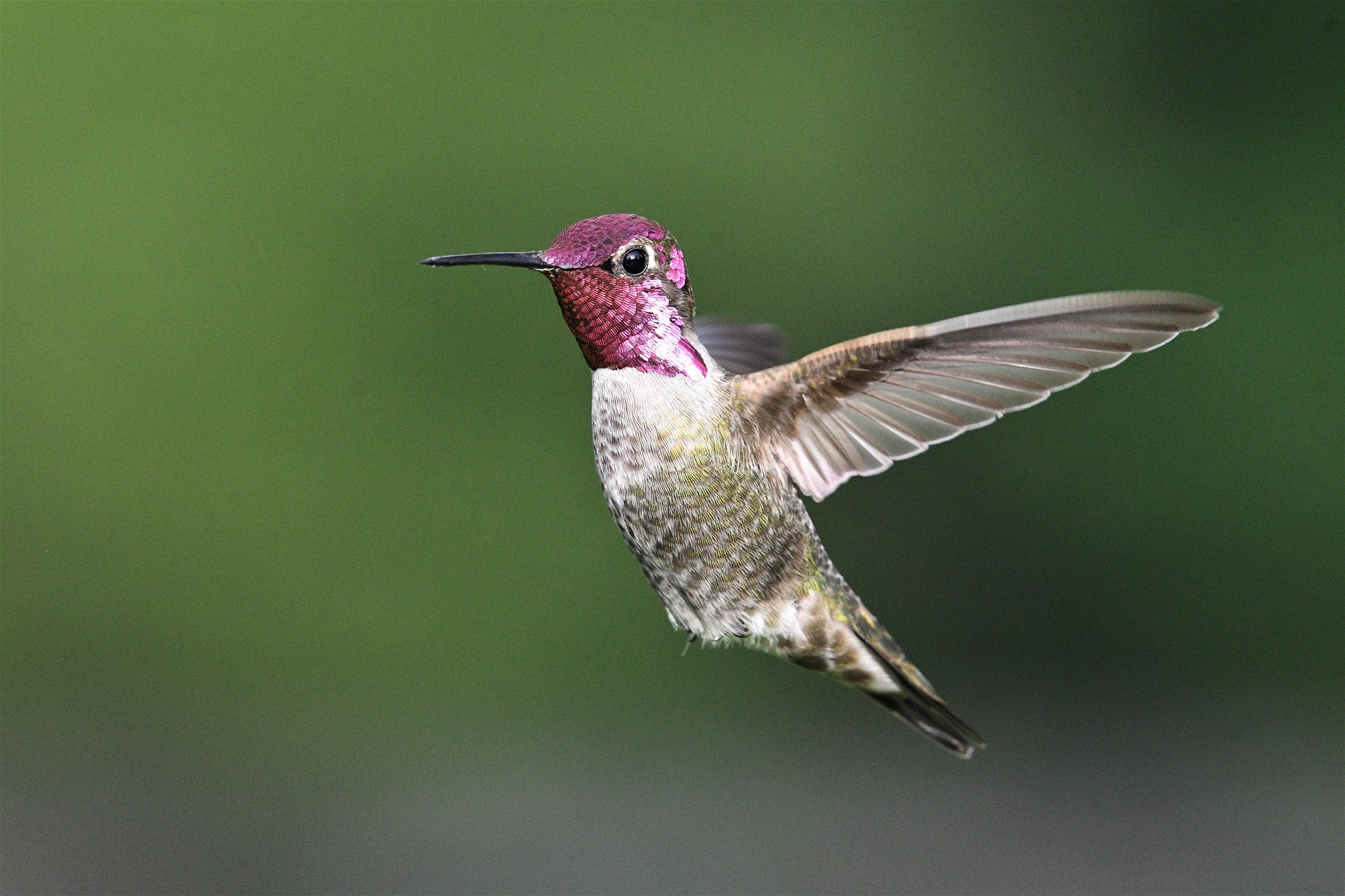 Winter Hummingbirds in British Columbia – MoveUP